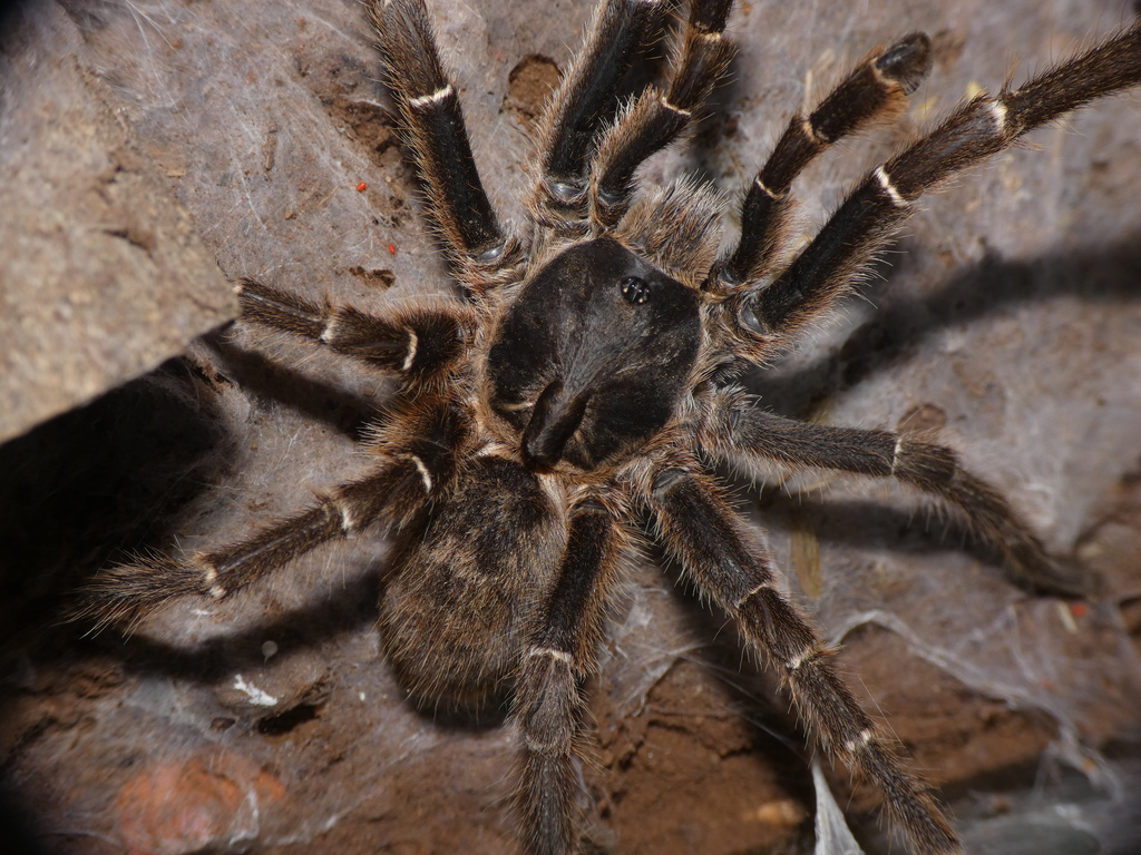 Horned Baboon Spiders from Chipinge, Zimbabwe on October 13, 2021 at 01 ...