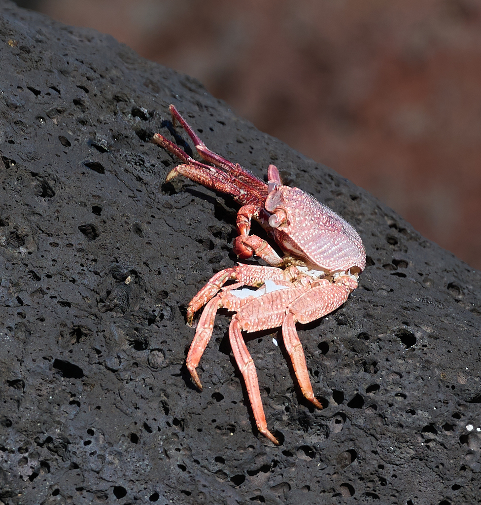 Thin-shelled Rock Crab from North Shore, Waialua, HI, USA on February ...