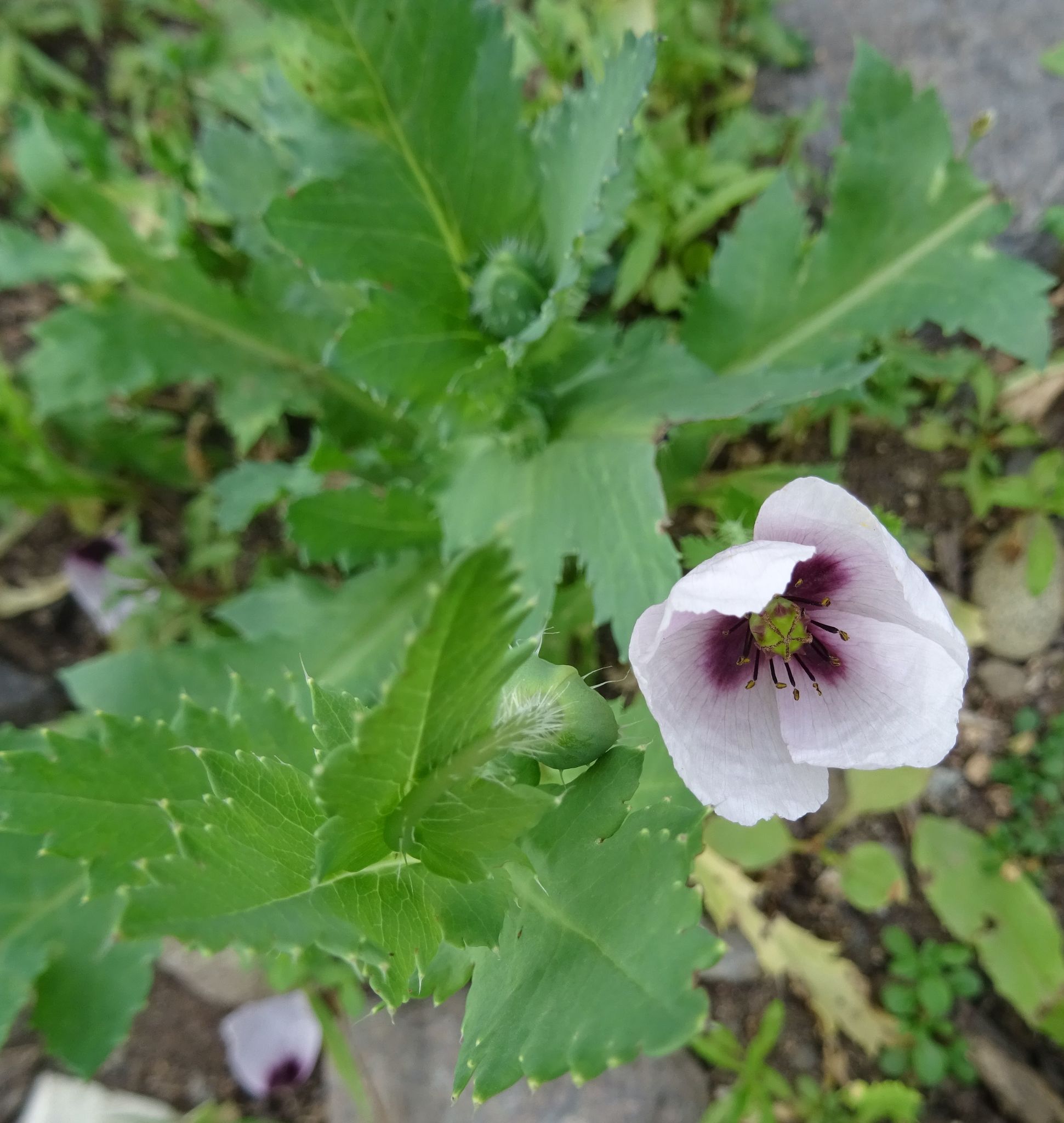 Papaver setigerum DC.