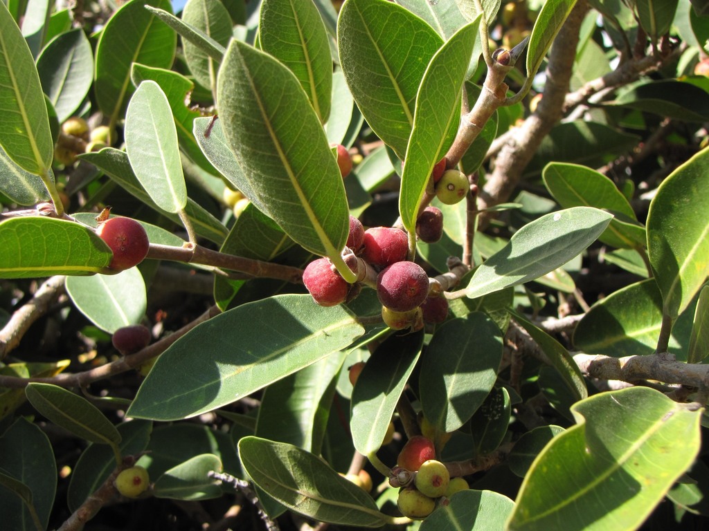 (Ficus menabeensis) - Botanical Realm