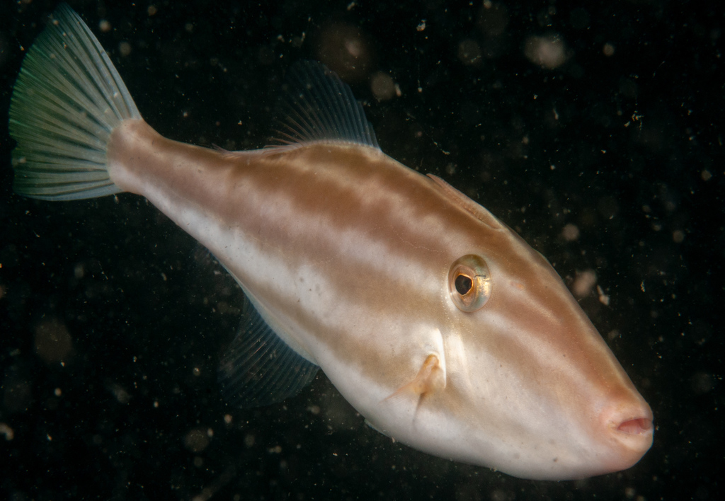 Ocean Leatherjacket (Fishes of Chowder Bay, Sydney, Australia ...