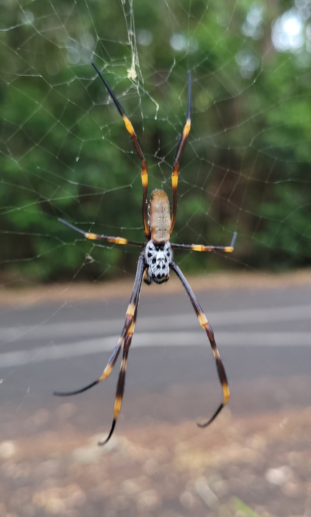 Tiger Spider from Sydney NSW, Australia on February 22, 2022 at 12:47 ...