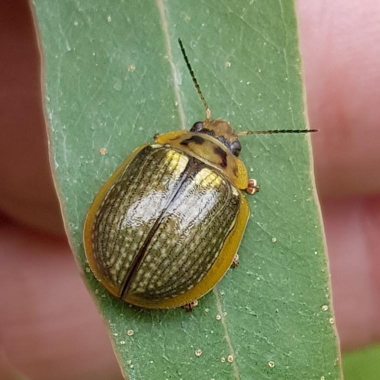 Paropsisterna agricola (Leaf Beetles (Chrysomelinae) of Victoria) · iNaturalist
