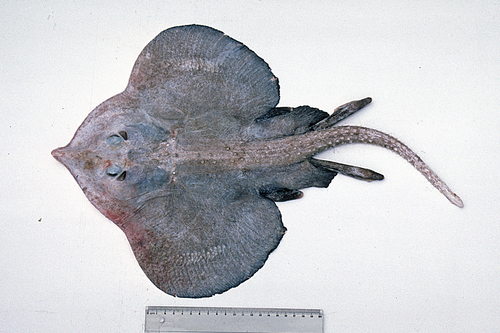 Challenger Skate (Rajella challengeri) · iNaturalist
