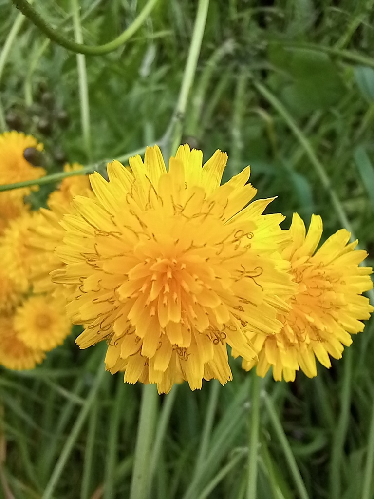 Beaked Hawksbeard from Avenida de Ceuta on February 23, 2022 at 11:18 ...