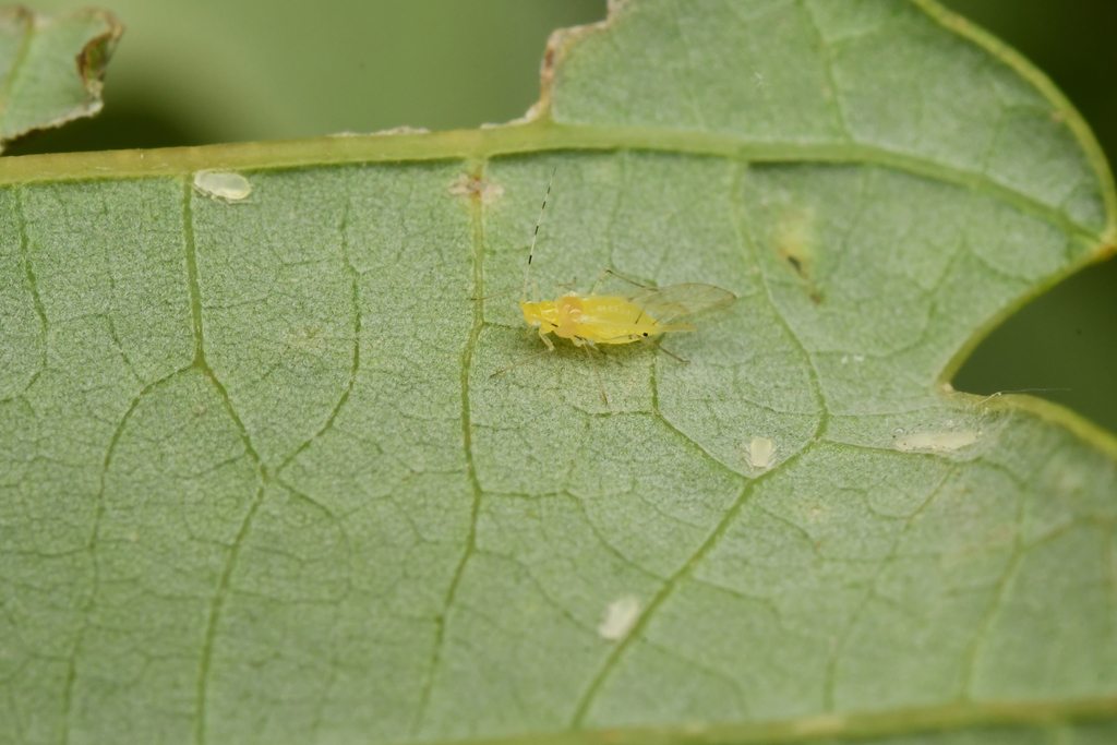 Capitate Oak Aphid from 中国北京市海淀区小西山 on May 12, 2021 at 12:22 PM by ...