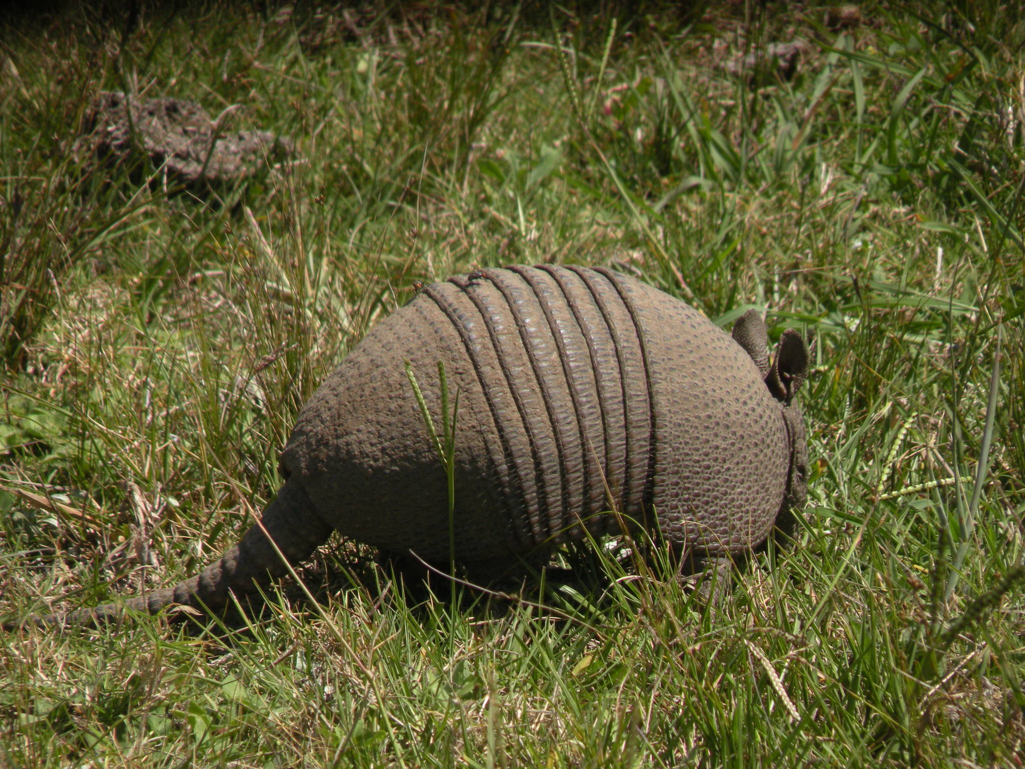 Dasypus septemcinctus Linnaeus, 1758