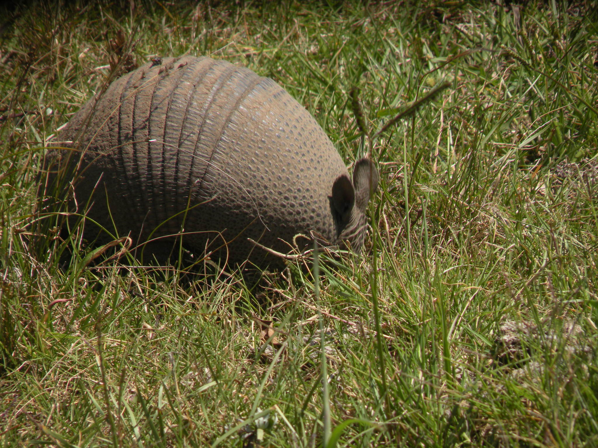 Dasypus septemcinctus Linnaeus, 1758