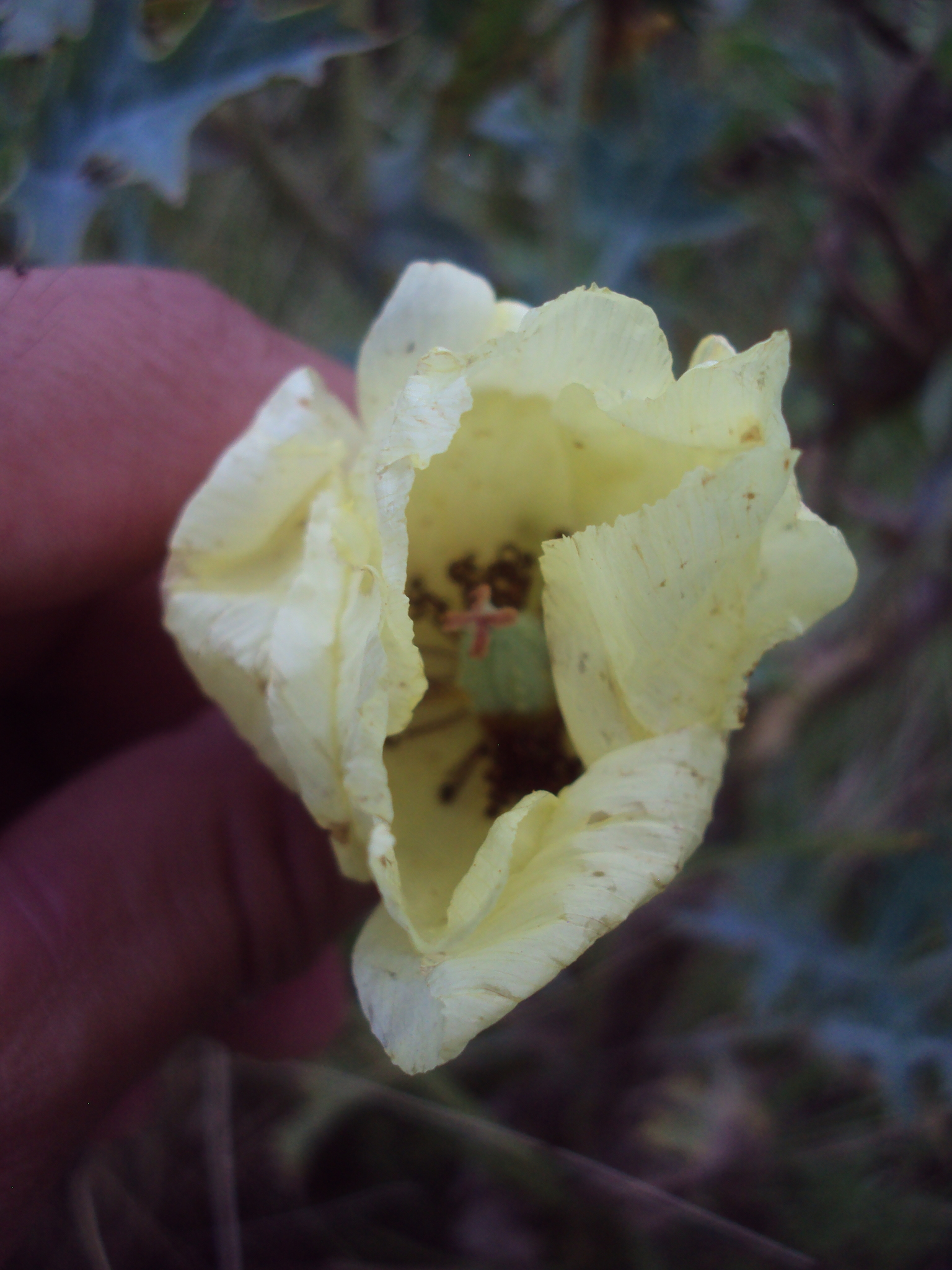 Argemone subfusiformis G.B.Ownbey