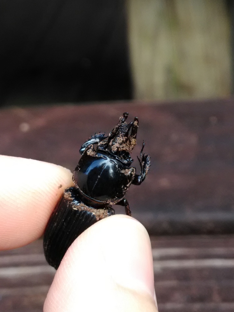 Ceracupes arrowi from 台灣花蓮縣 on March 21, 2020 at 08:32 AM by Tahic ...