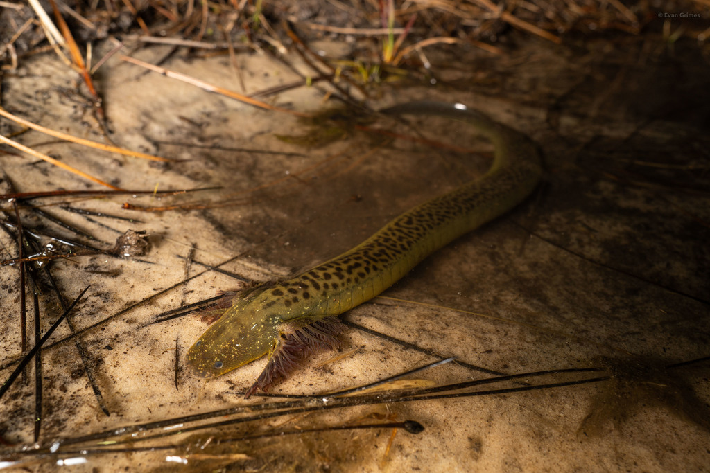 Reticulated Siren in February 2022 by evangrimes. Lifer, released after ...