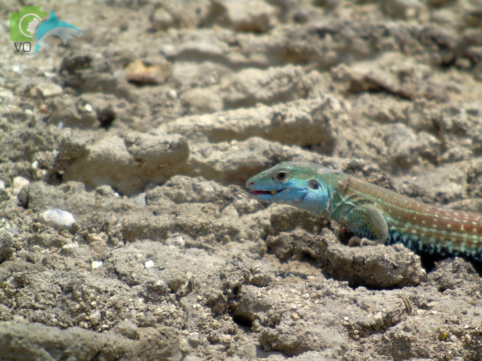 Whiptail Lizard Belly