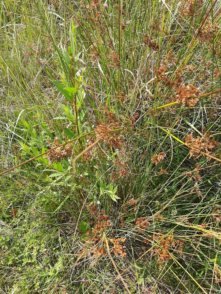 Hard Rush from Владимир-Волынский район, Волынская область, Украина on ...