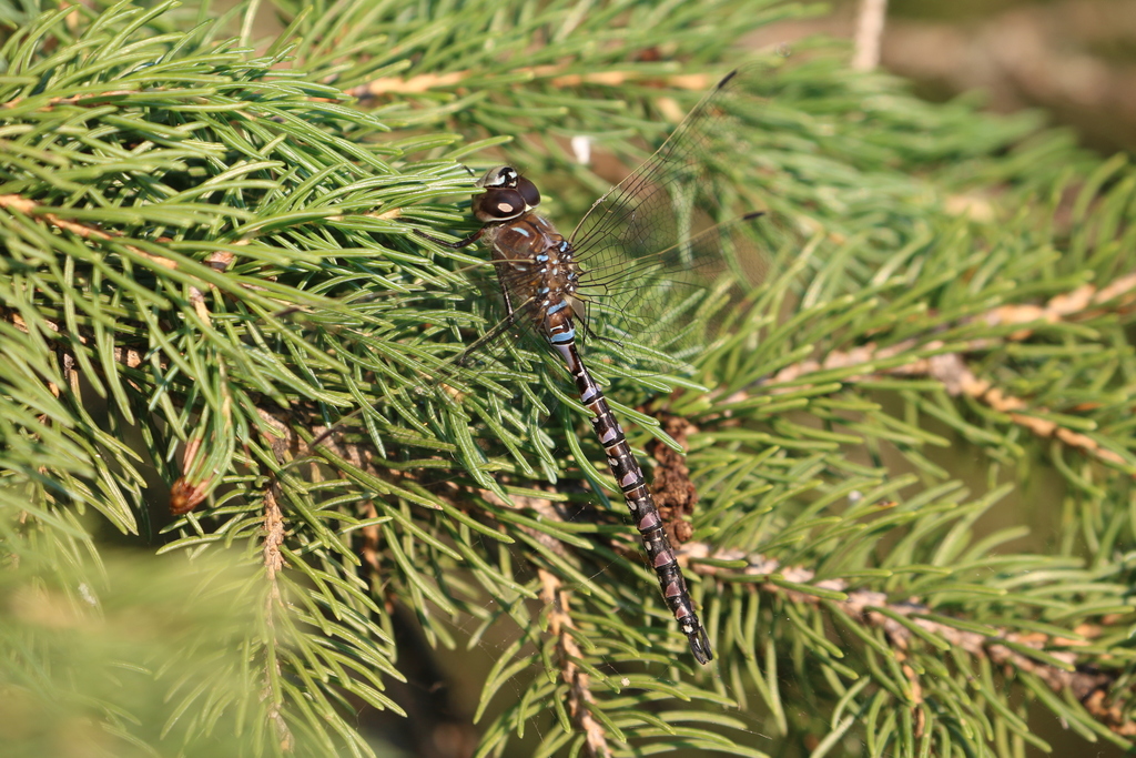 Variable Darner from Heritage Ranch Red Deer Alberta Canada on July 23 ...