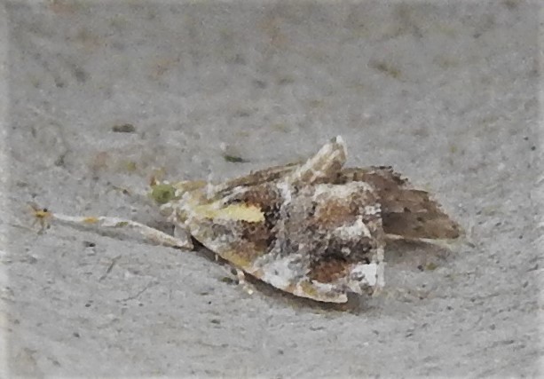 Basal-dash Glaphyria Moth from Hidalgo, Texas, United States on ...