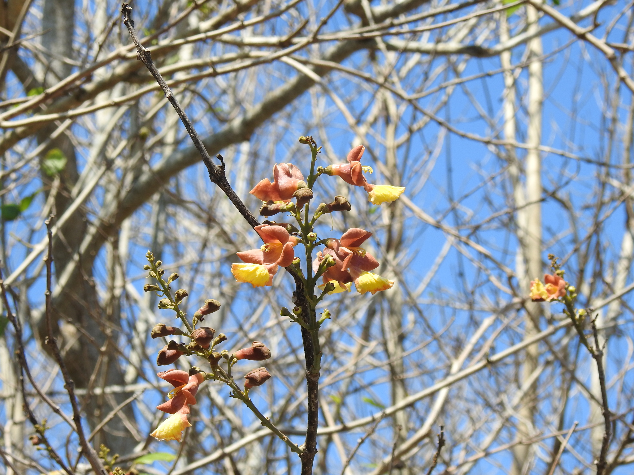 Gmelina arborea Roxb. ex Sm.