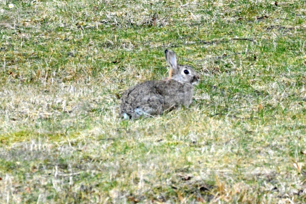 European Rabbit from 293 01 Mladá Boleslav, Česko on February 23, 2022 ...