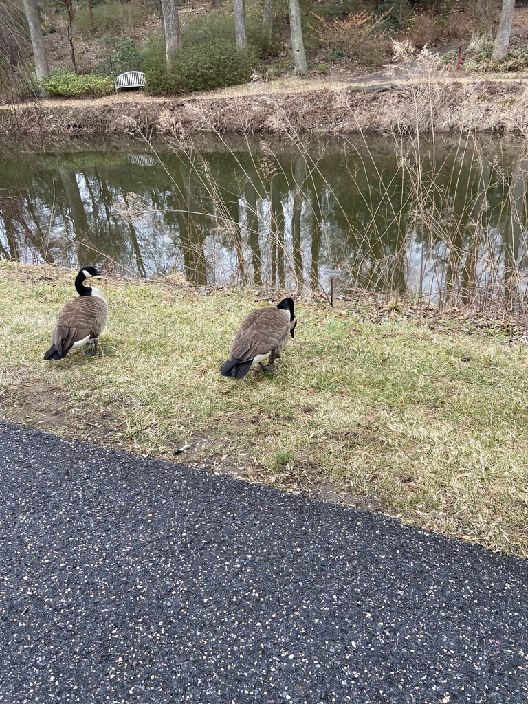 Canada Goose from Wheaton Regional Park, Silver Spring, MD, US on ...