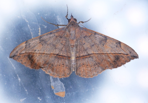 Observations by krancmm · iNaturalist