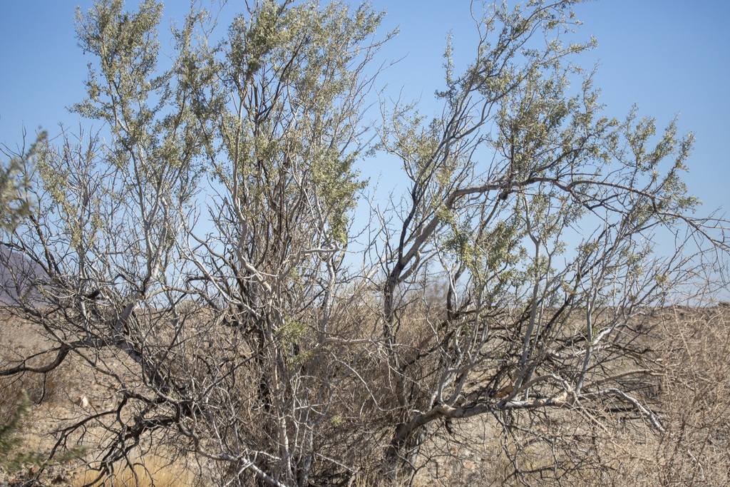 Palo fierro desde Imperial, California, United States el 21 de febrero ...