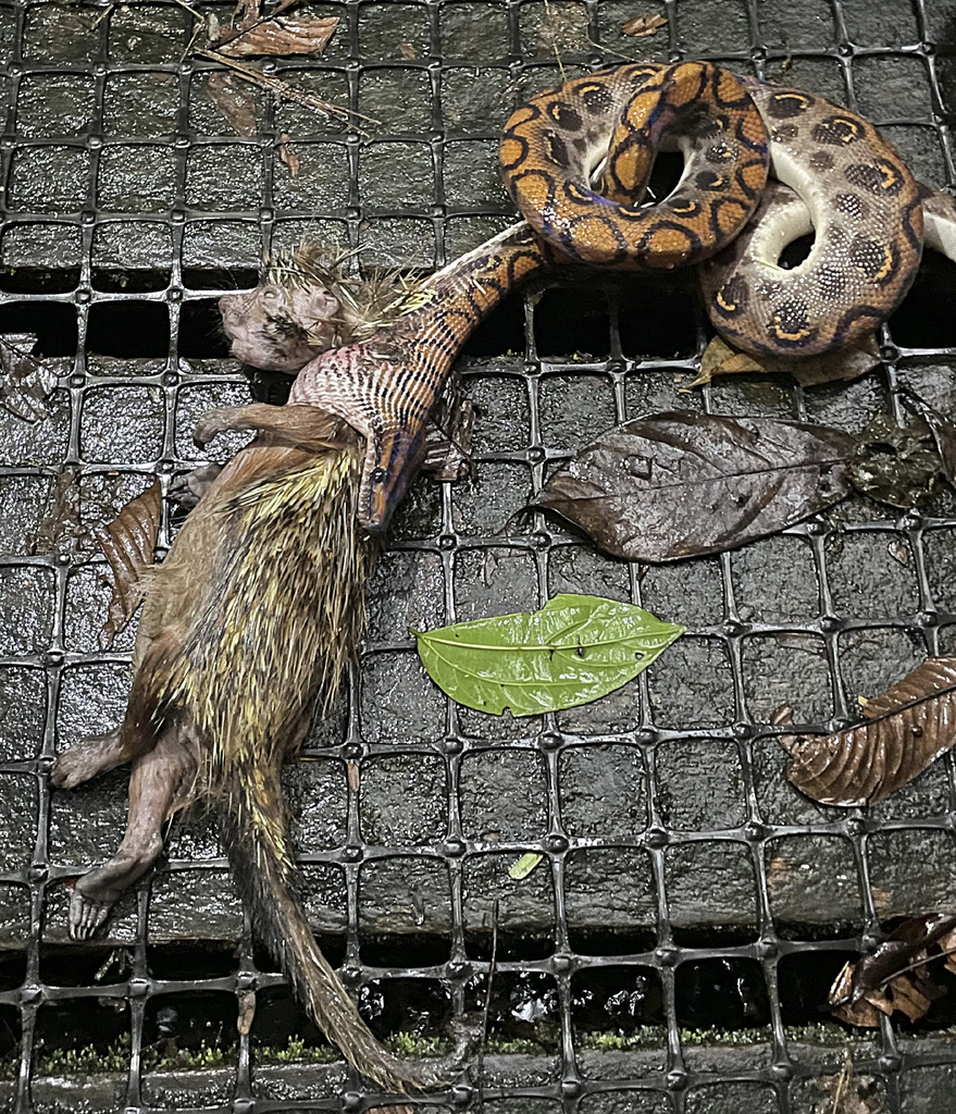 Streaked Dwarf Porcupine from Shushufindi, Ecuador on February 4, 2022 ...