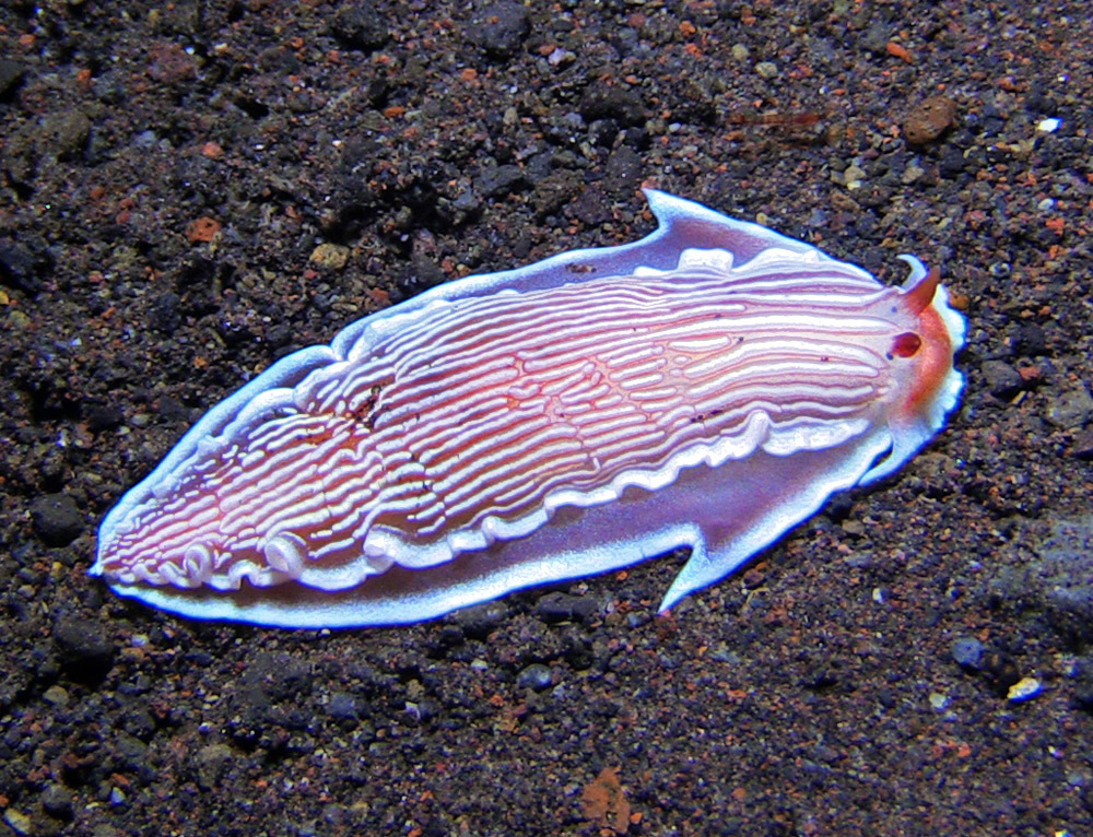 Dermatobranchus rubidus from Tulamben area, Kubu, Karangasem Regency ...