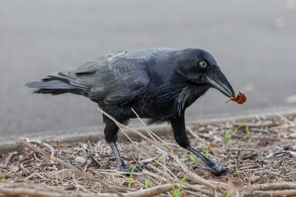 Australian Raven from Sidnėjus Naujasis Pietų Velsas, Australija on ...
