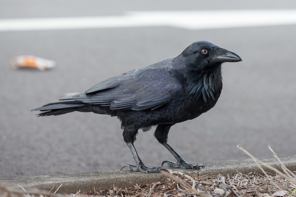 Australian Raven (Birds of Griffith NSW) · iNaturalist