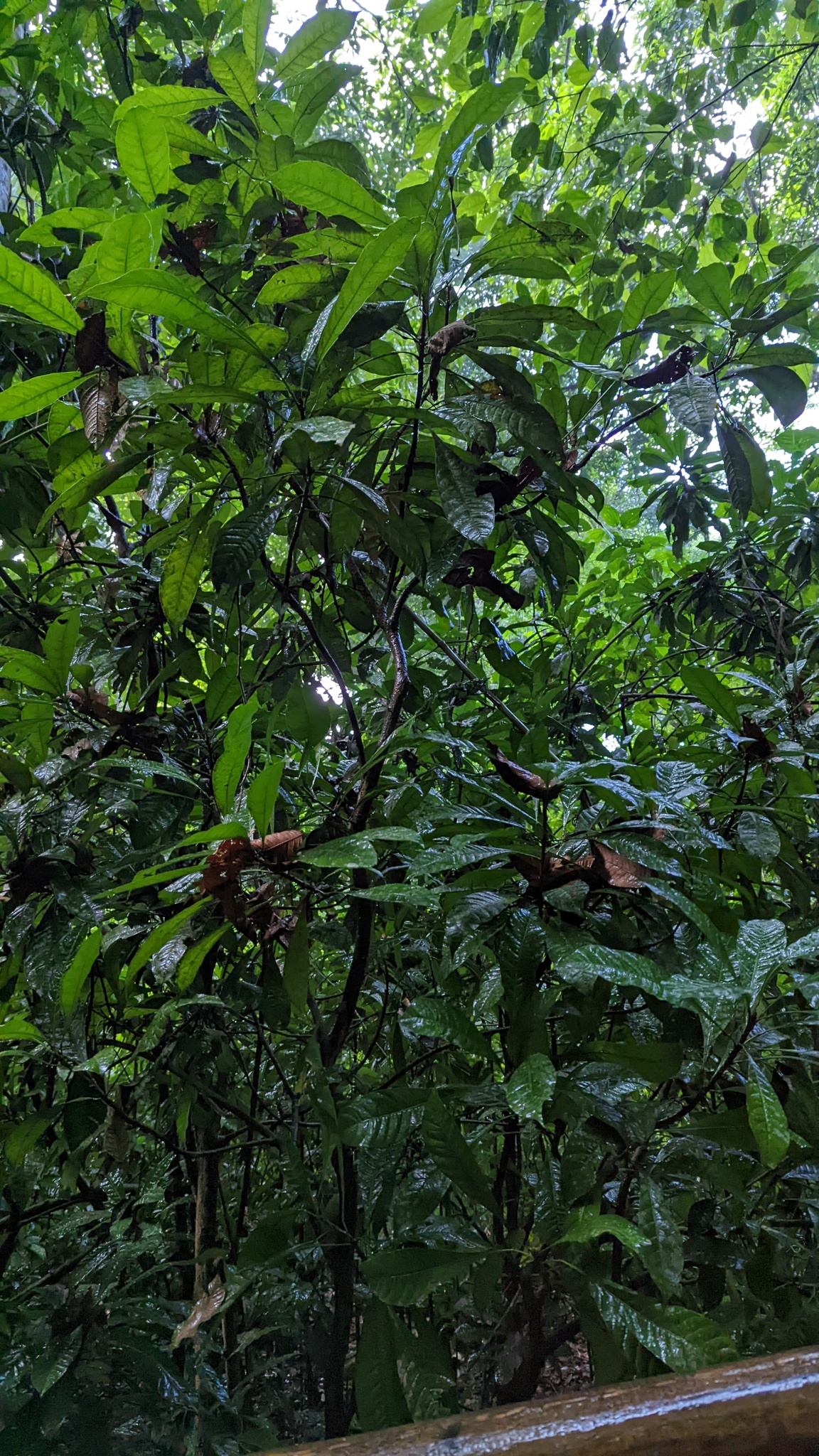 Erythrochiton gymnanthus Kallunki