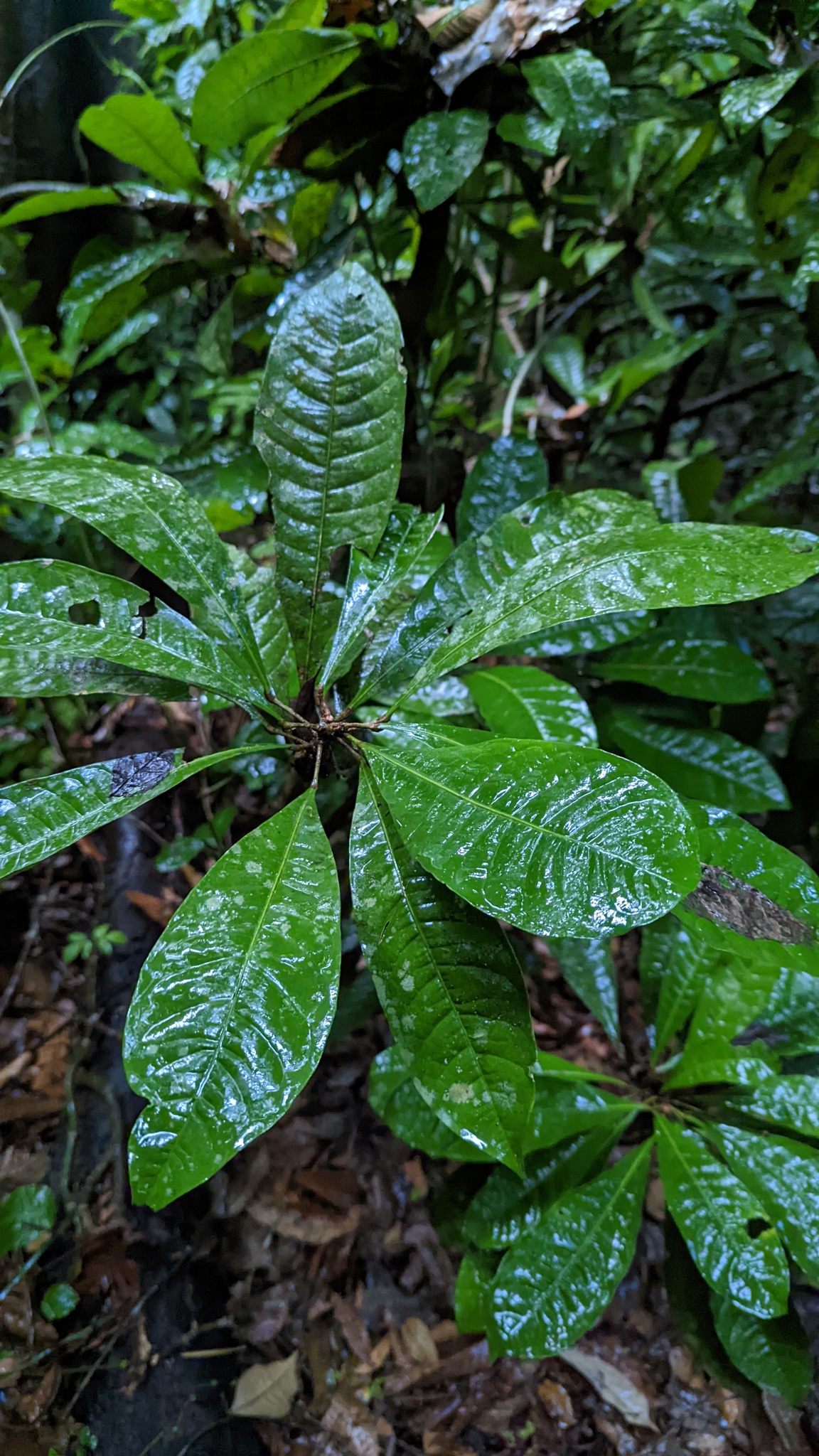 Erythrochiton gymnanthus Kallunki