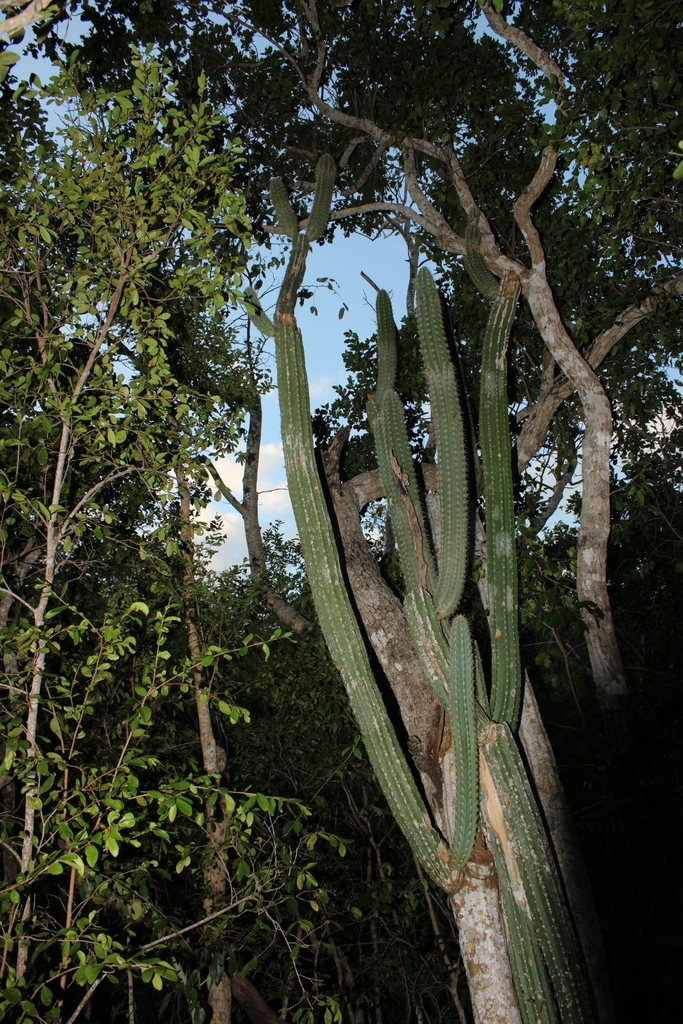 Key tree cactus in February 2022 by Veronique Tessier · iNaturalist