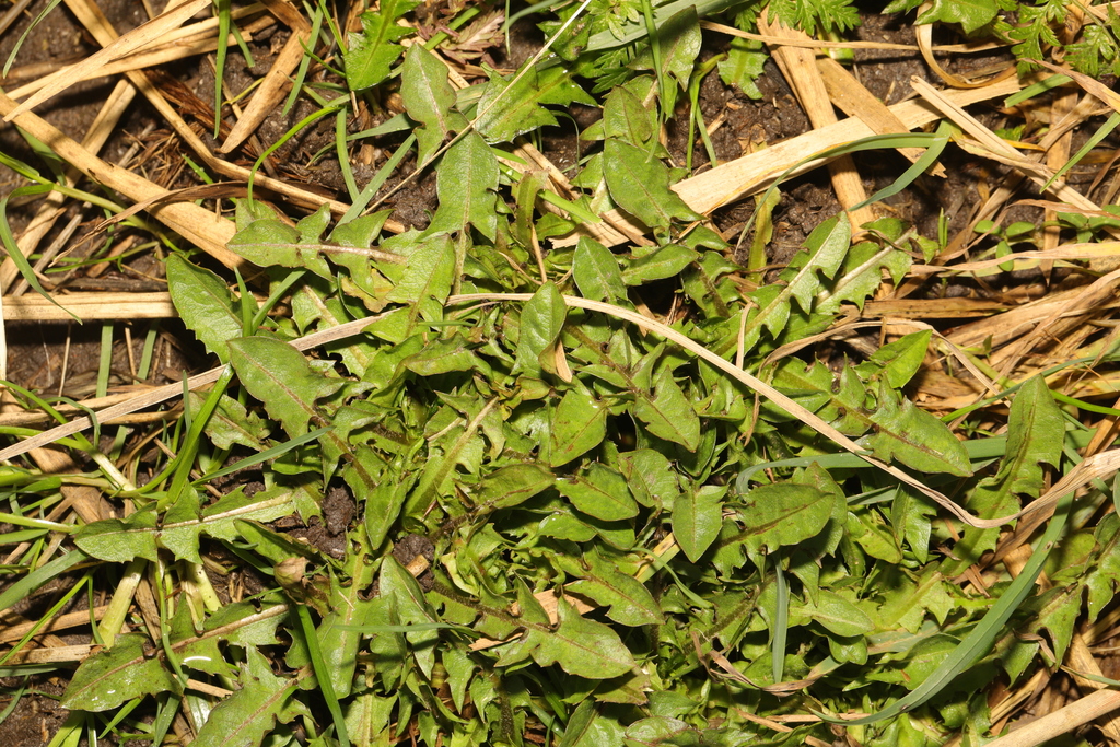 common dandelions from Garston Coastal Park, Garston Shore Road ...