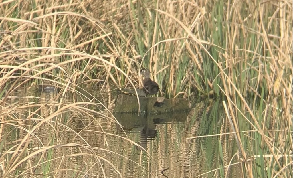 Wood Duck from Lake Busbee, Conway, SC, US on February 23, 2022 at 03: ...