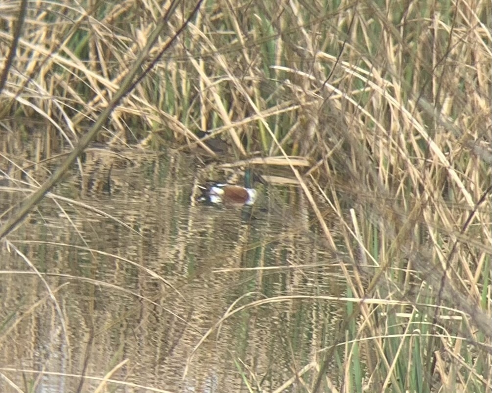 Northern Shoveler from Lake Busbee, Conway, SC, US on February 23, 2022 ...