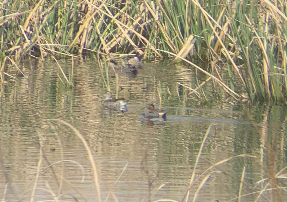 Green-winged Teal from Lake Busbee, Conway, SC, US on February 23, 2022 ...