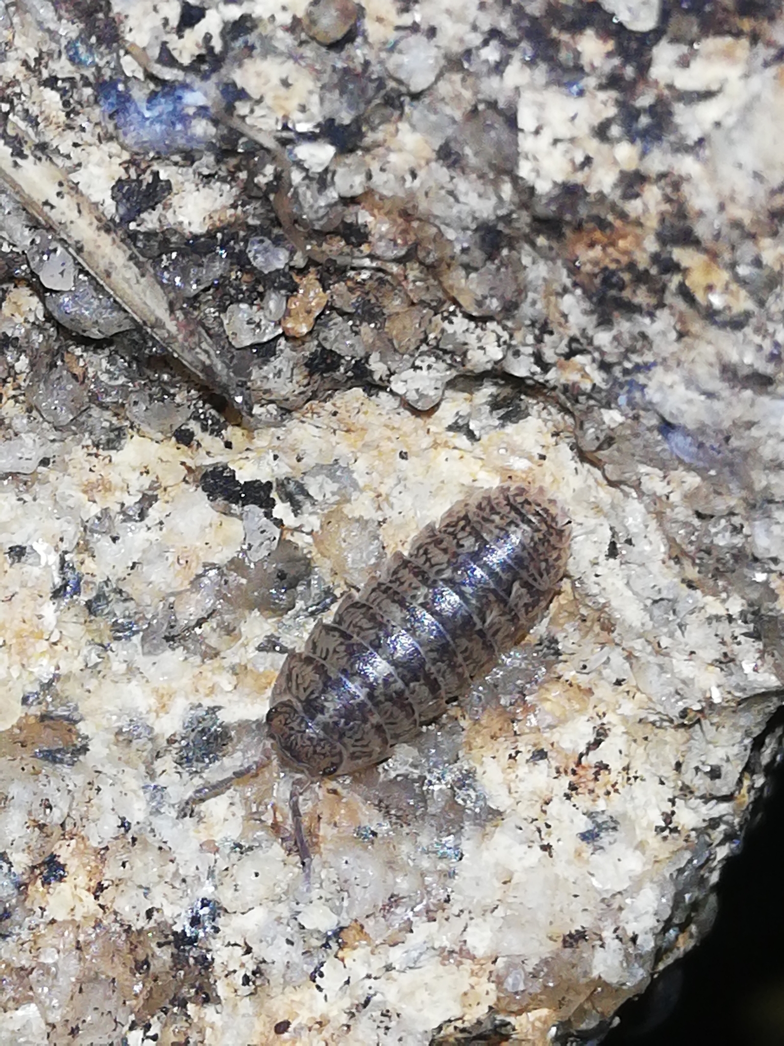 Armadillidium assimile Budde-Lund, 1885