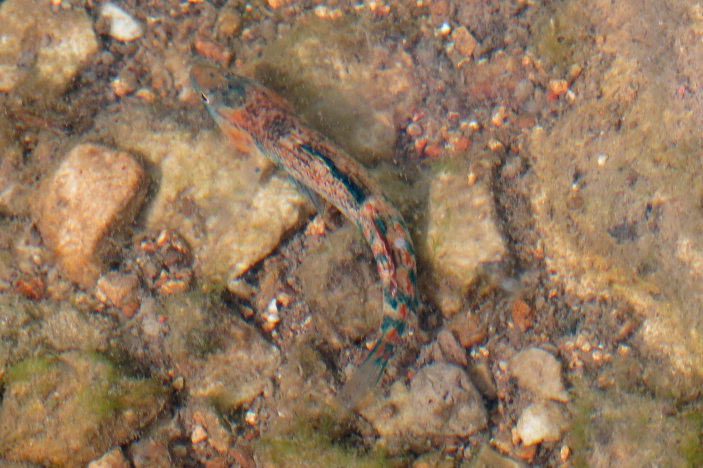 Orangethroat Darter from Cole County, US-MO, US on May 15, 2018 at 05: ...