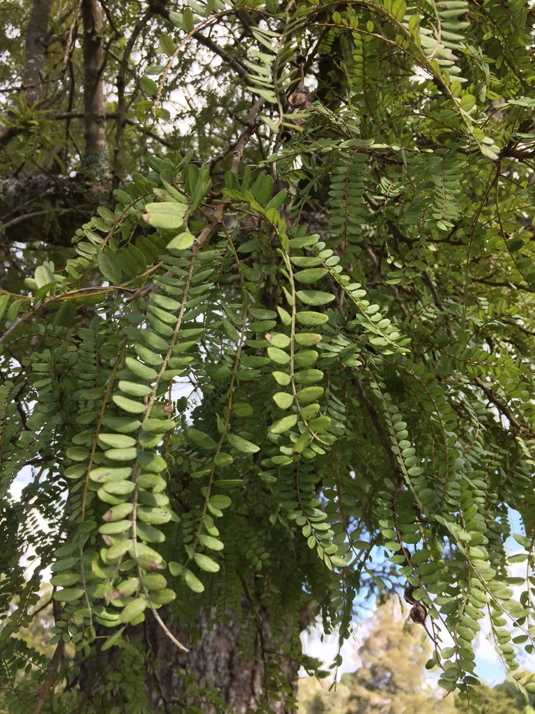 Coastal Kowhai from Kaiwaka, New Zealand on May 14, 2018 at 02:05 PM by ...