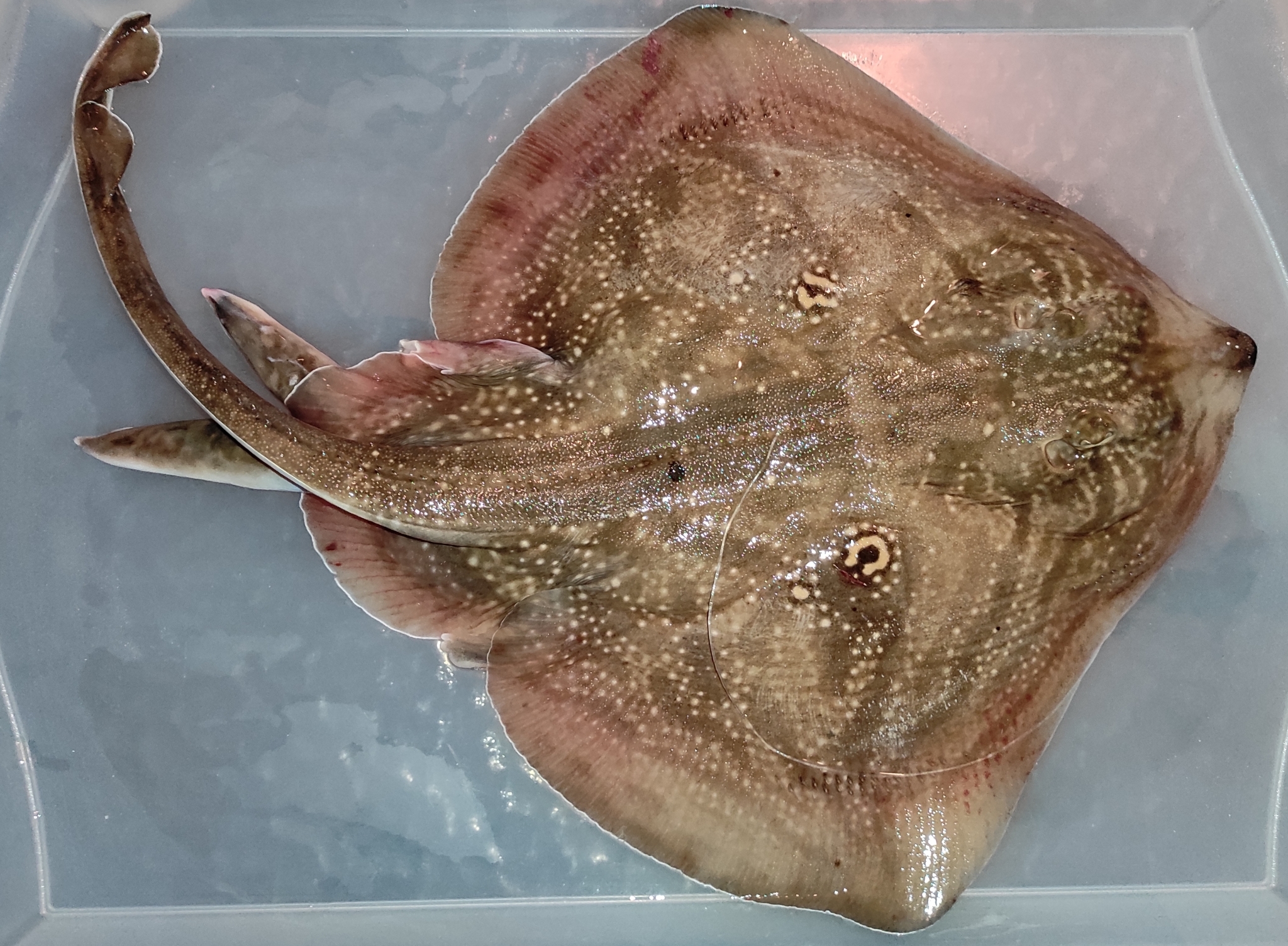 Raja radula Delaroche, 1809