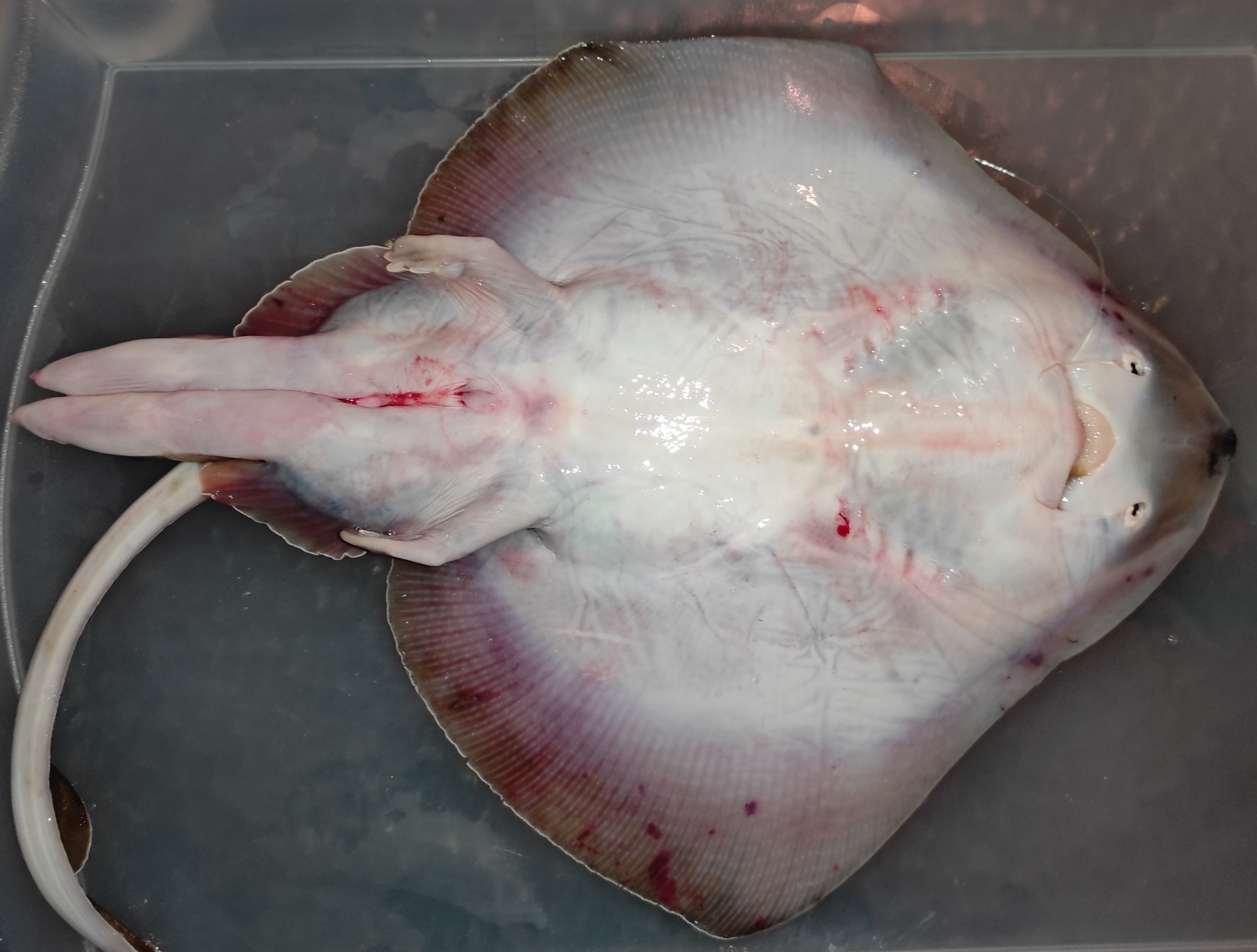 Raja radula Delaroche, 1809