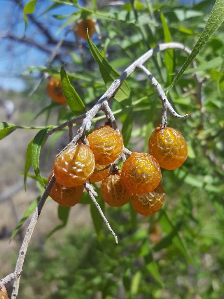 soapberry family (Sapindaceae) - Botanical Realm