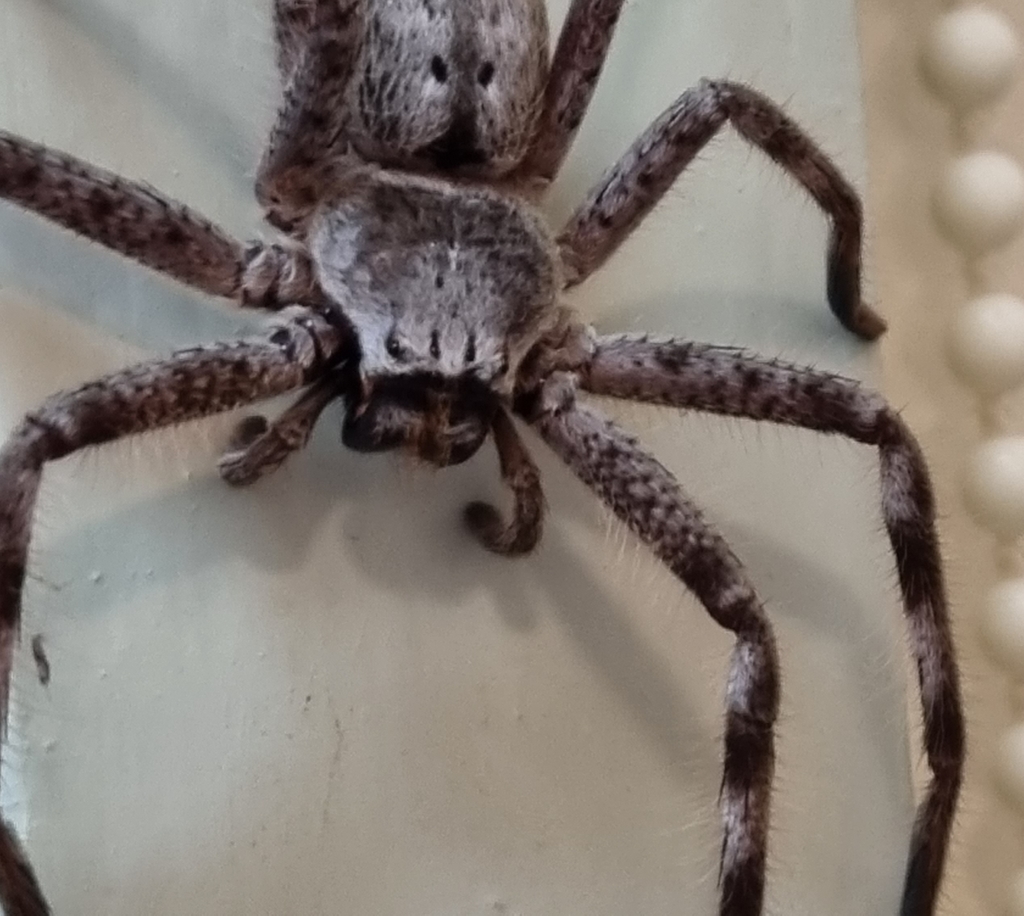 Mountain Huntsman from Upwey VIC 3158, Australia on February 24, 2022 ...