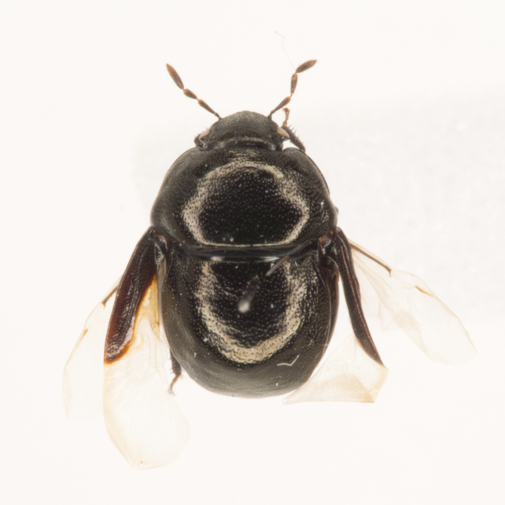 Corimelaena from Walhalla Plateau, Arizona 86052, USA on June 20, 1999 ...