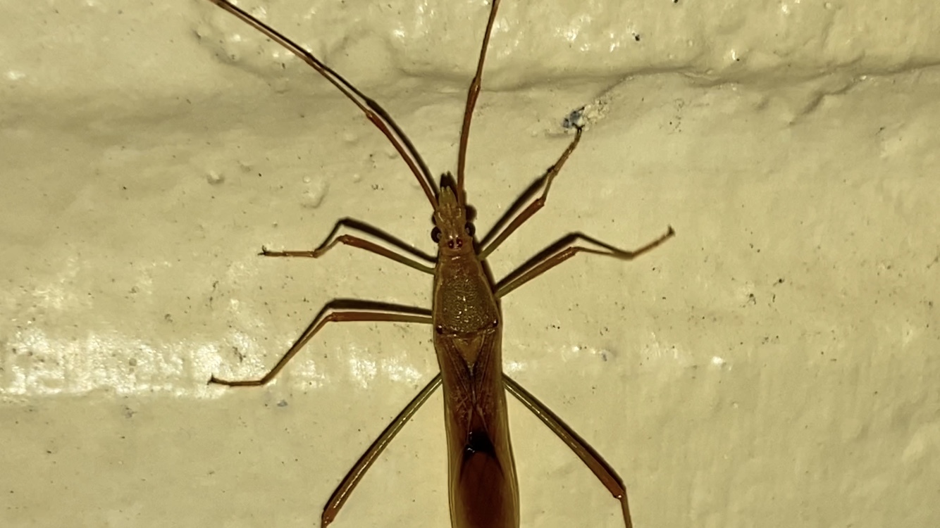 Leptocorisa acuta (Thunberg, 1783)