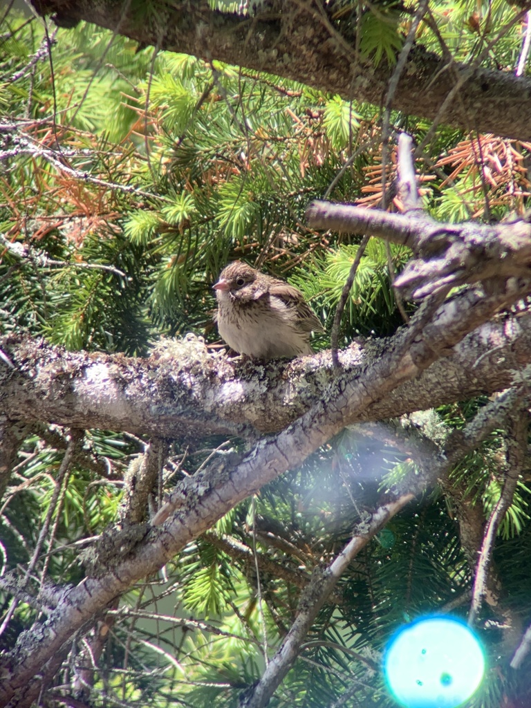 Oregon Vesper Sparrow in May 2021 by Stephanie Stragier. female banded ...