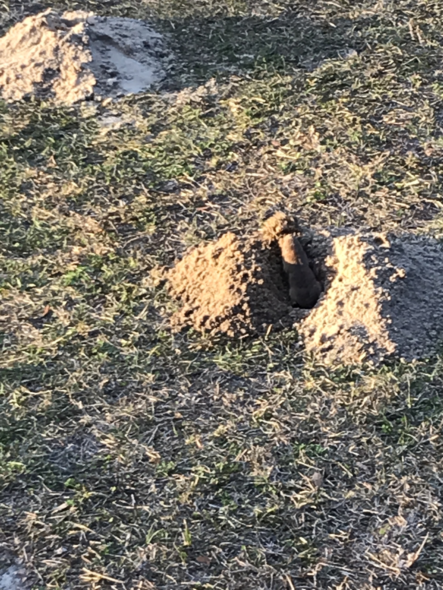 Geomys pinetis Rafinesque, 1817