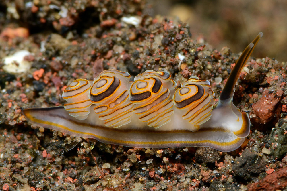 Doughnut Doto from Tulamben area, Kubu, Karangasem Regency, Bali ...