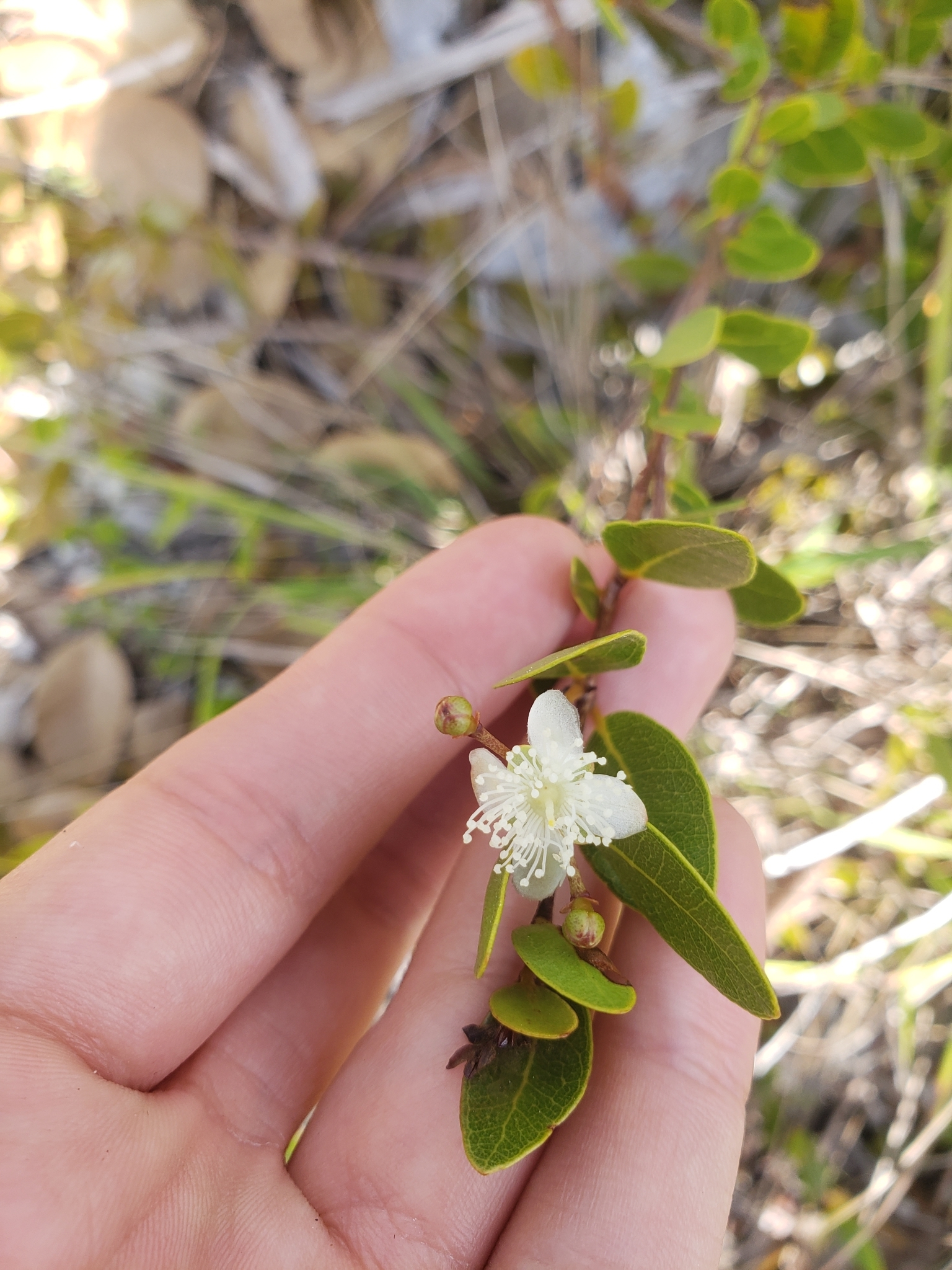 Mosiera longipes (O.Berg) Small