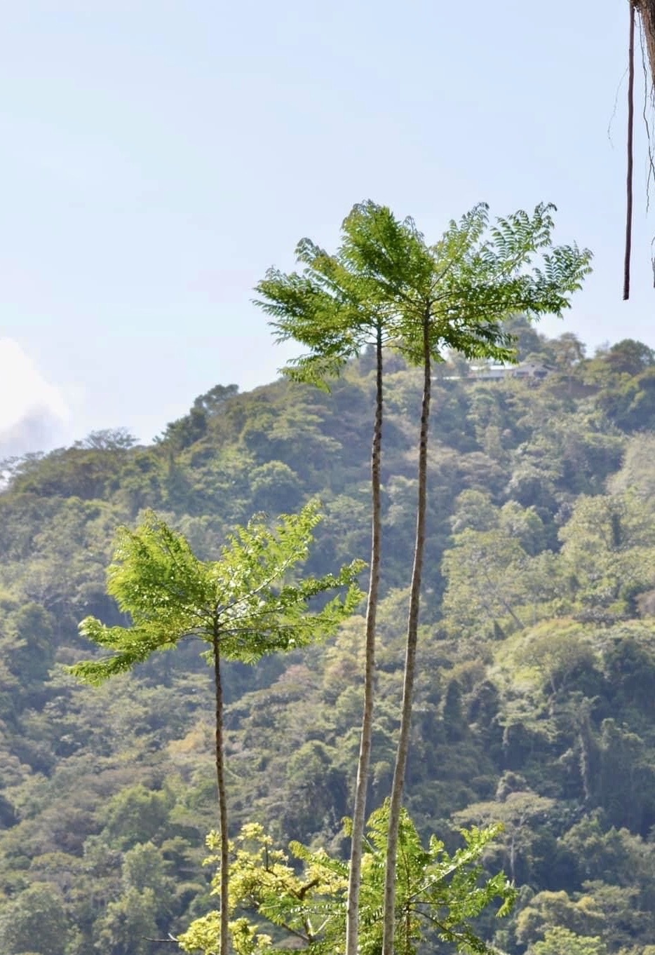 Jacaranda copaia (Aubl.) D.Don