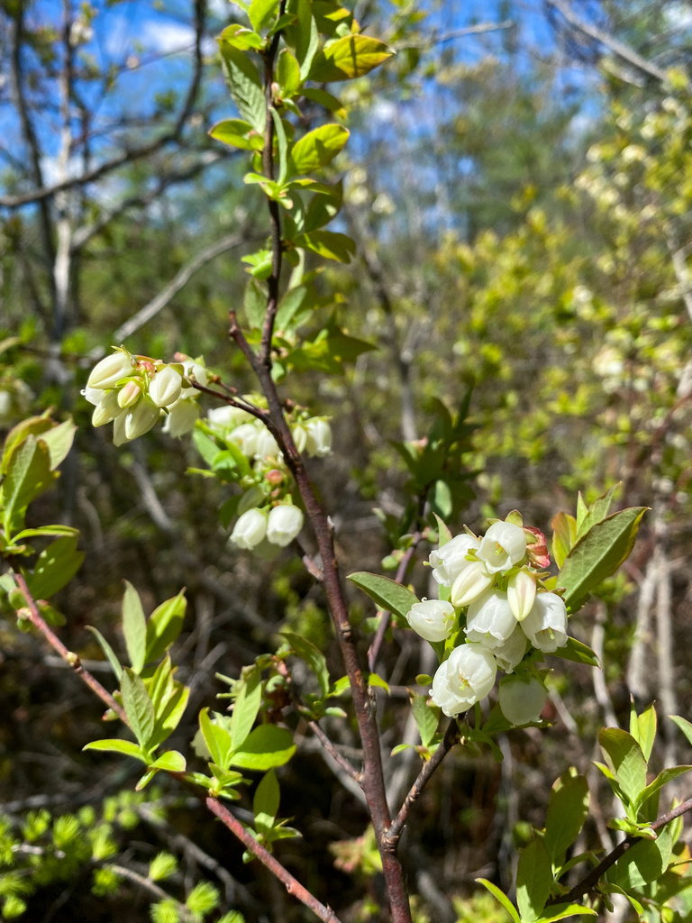 Northern highbush blueberry in May 2021 by Andrew Lane Gibson · iNaturalist